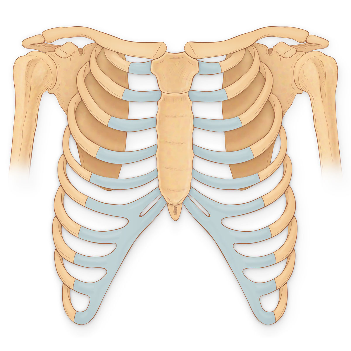 Medical Stock Art Ribs Medical Stock Art Ribs